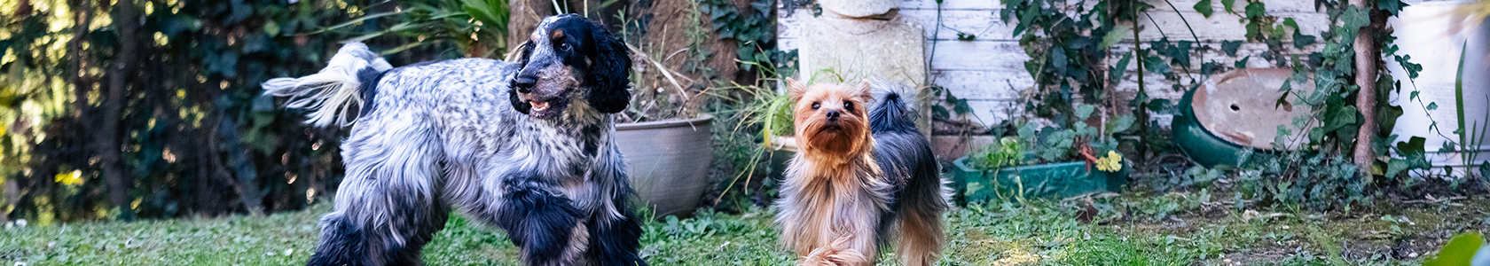Offrez du calme à votre animal