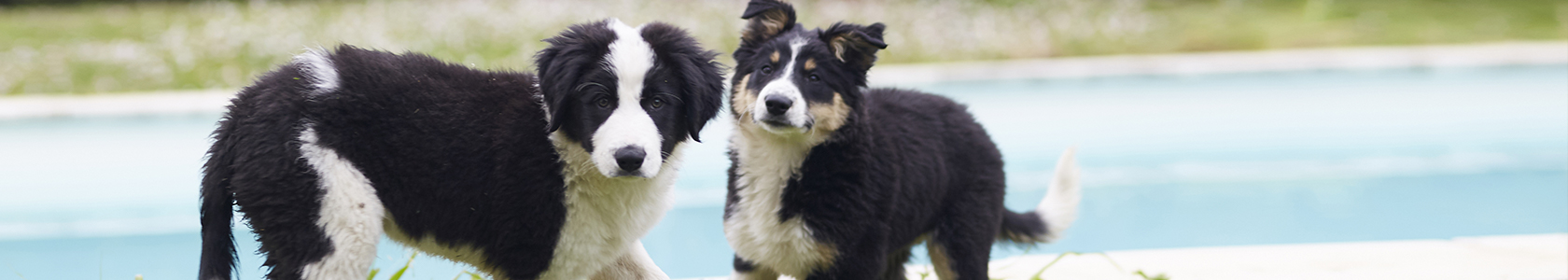 SHAMPOOING PYODERM – soutien de la thérapie des infections cutanées ...