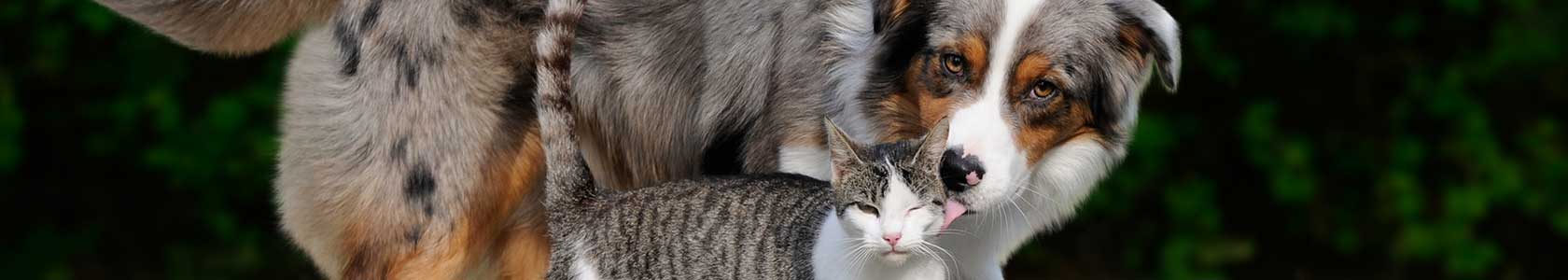 PULMOSTAT AKUT - Rein pflanzlicher Hustensaft für Hunde und Katzen